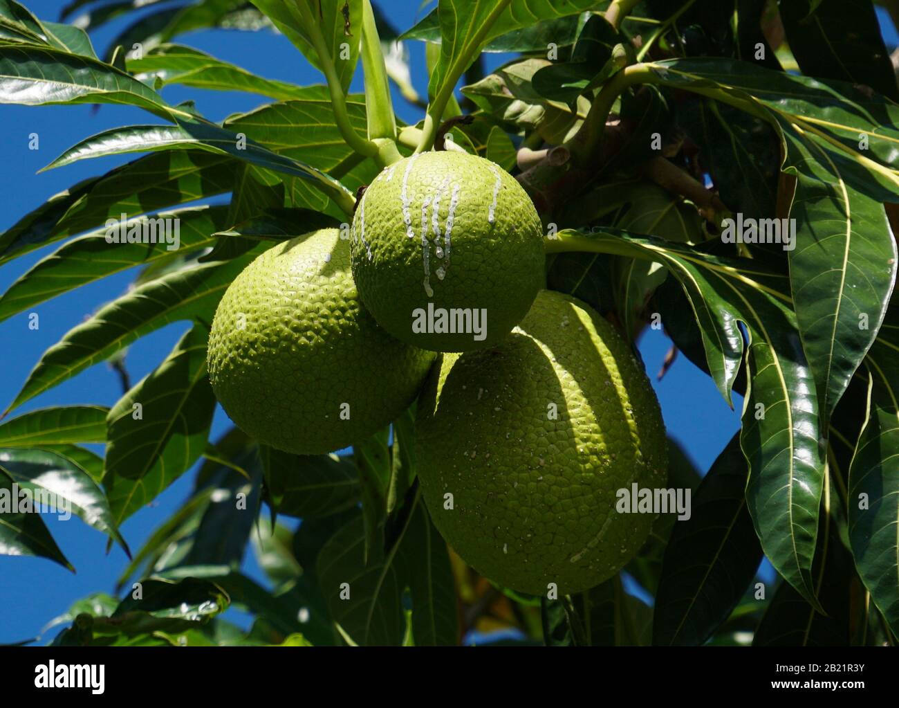 Fruit of the breadfruit tree hi-res stock photography and images - Alamy