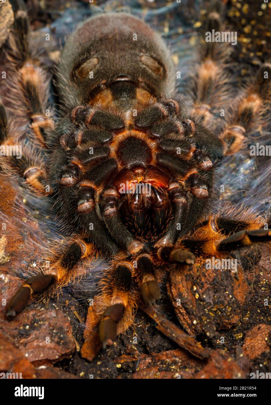 Mexican Red Knee Tarantula - Brachypelma Hamorii (captive) lying on its ...