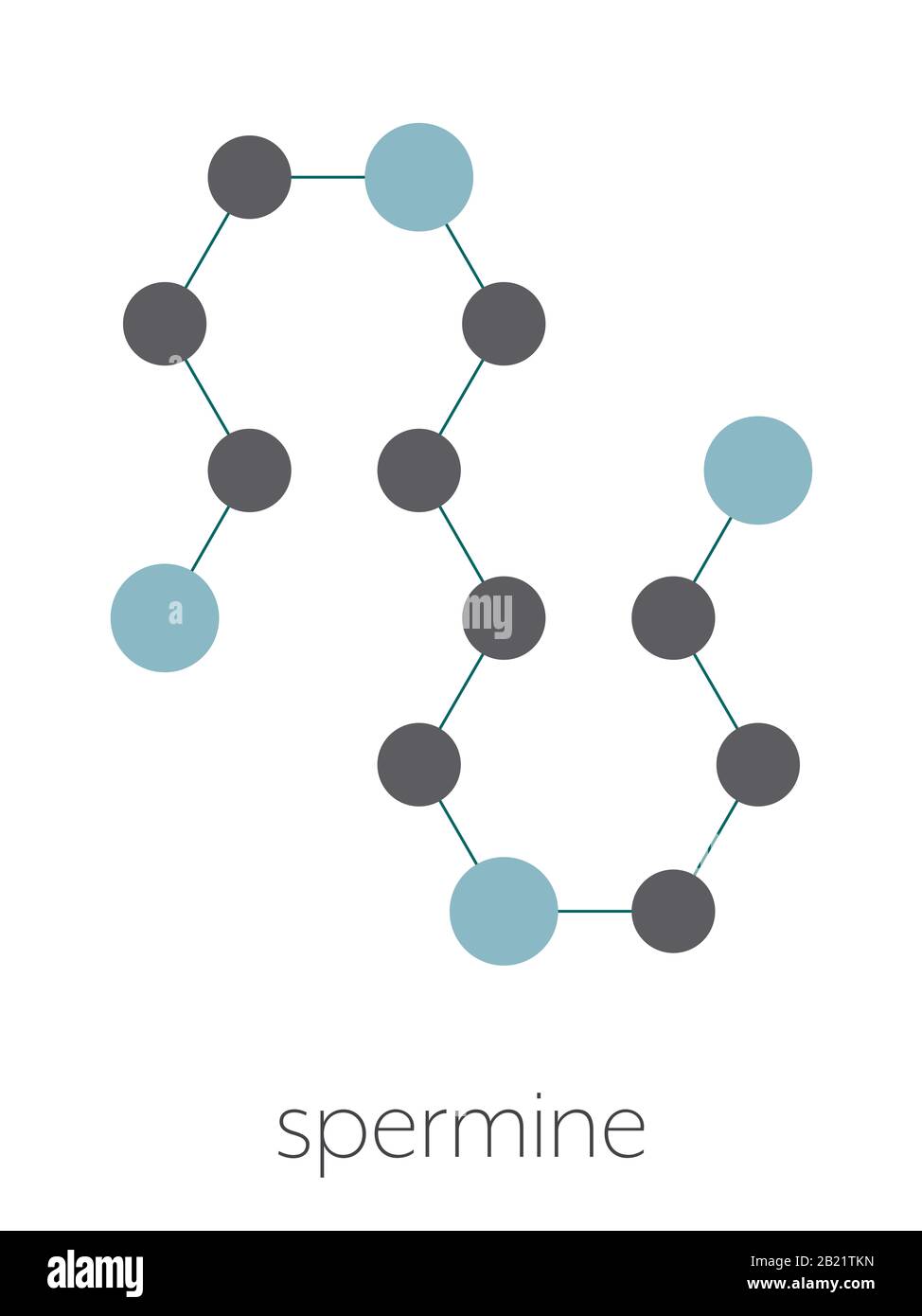 Spermine molecule, illustration Stock Photo - Alamy