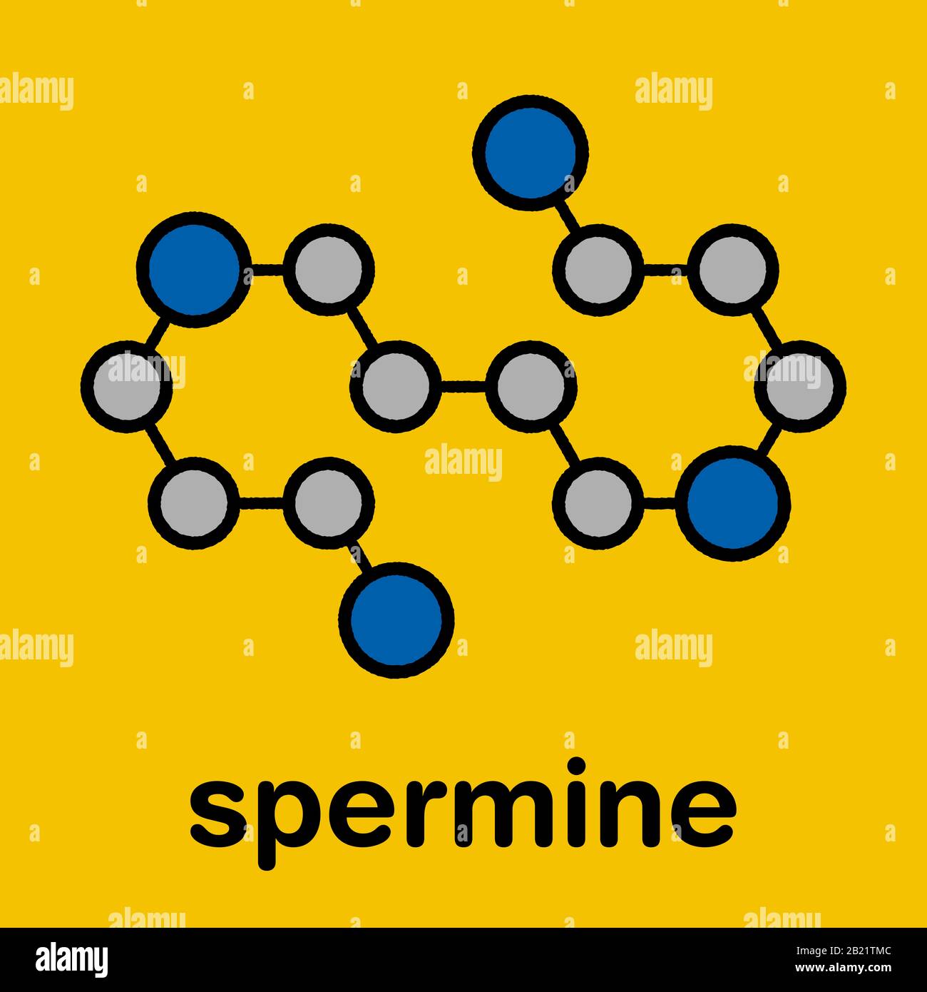 Spermine molecule, illustration Stock Photo - Alamy
