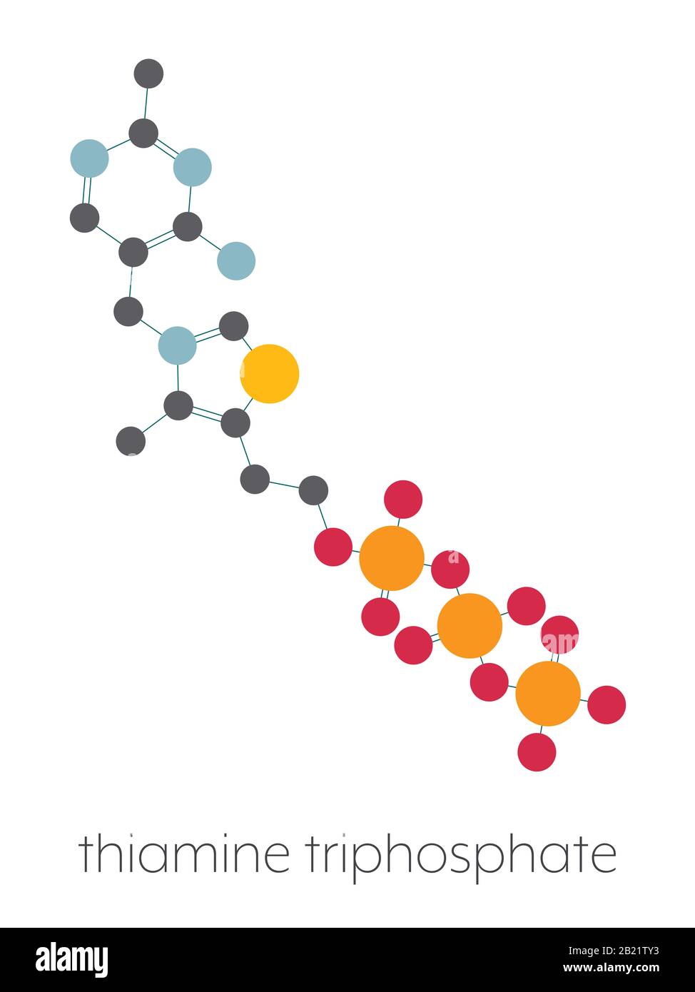 Thiamine triphosphate molecule, illustration Stock Photo - Alamy