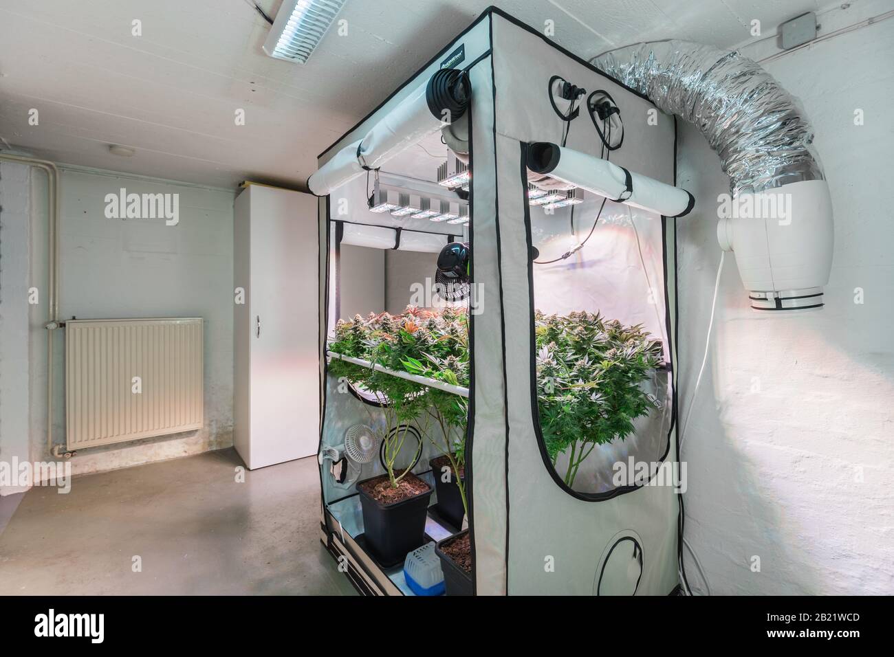 Cannabis Growing Indoors Stock Photo - Alamy