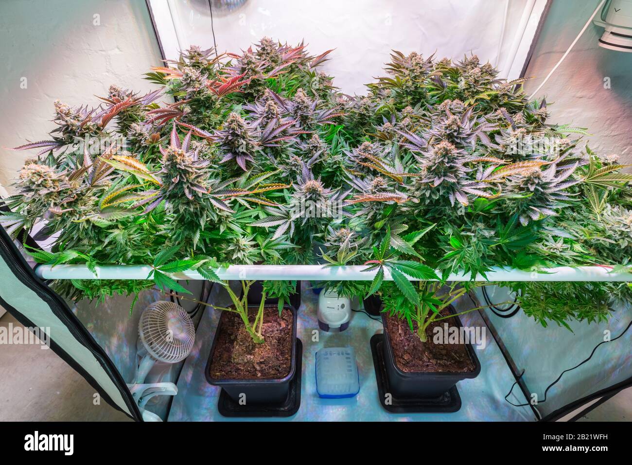 Cannabis grow tent hi-res stock photography and images - Alamy