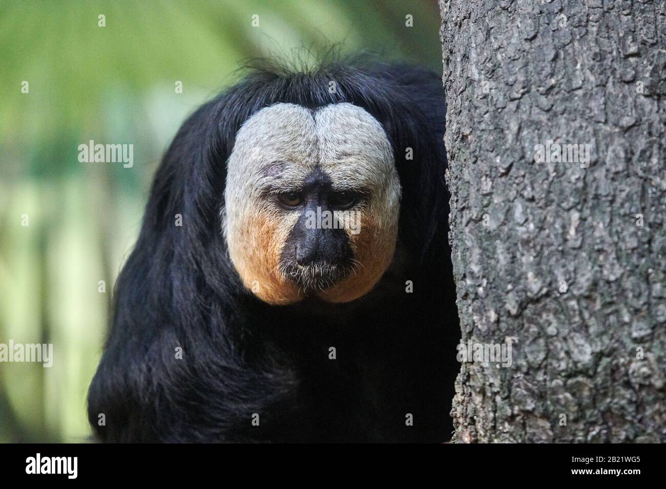 White-faced saki (Pithecia pithecia Stock Photo - Alamy