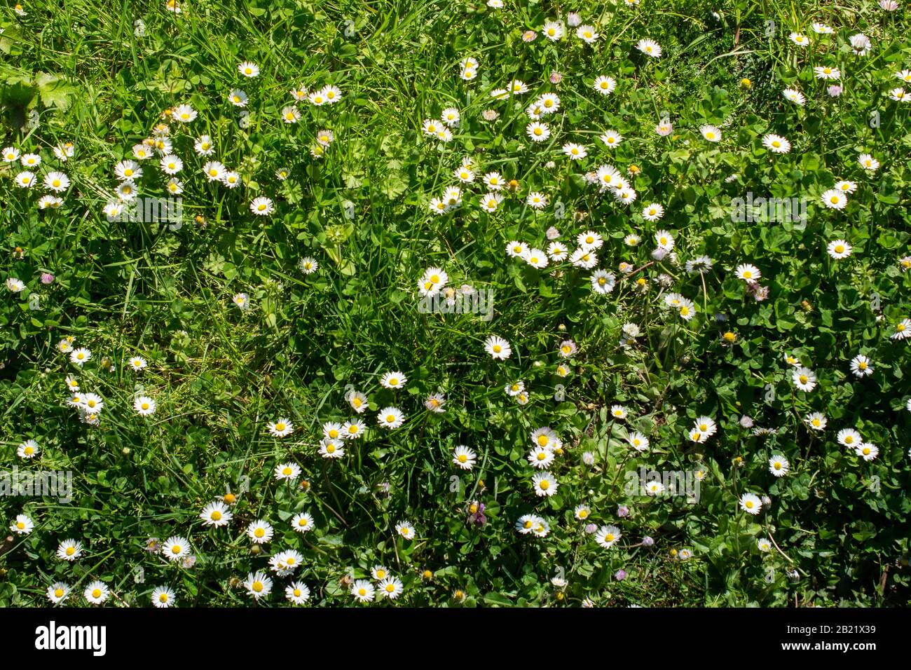 Abstract spring plant texture for natural background. Green Leaf ...