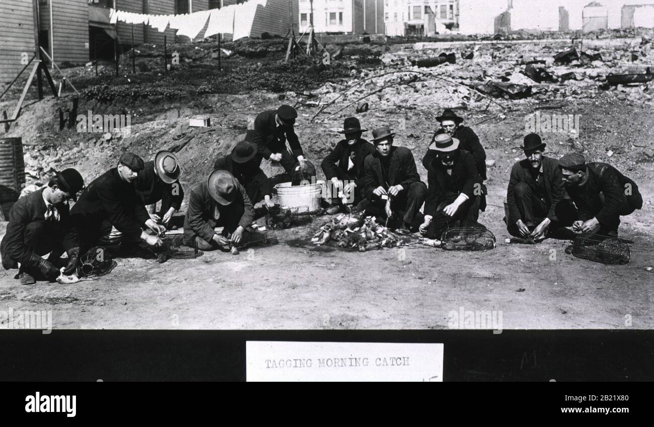 View of 12 San Francisco, CA ratcatchers squatting on the ground ...