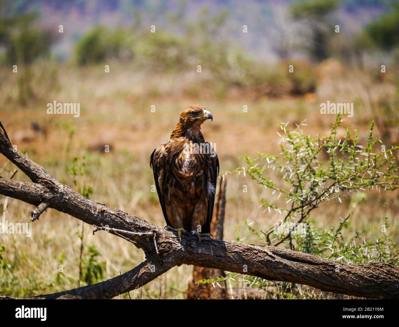 Tawny eagle on branch of dead tree Stock Photo - Alamy