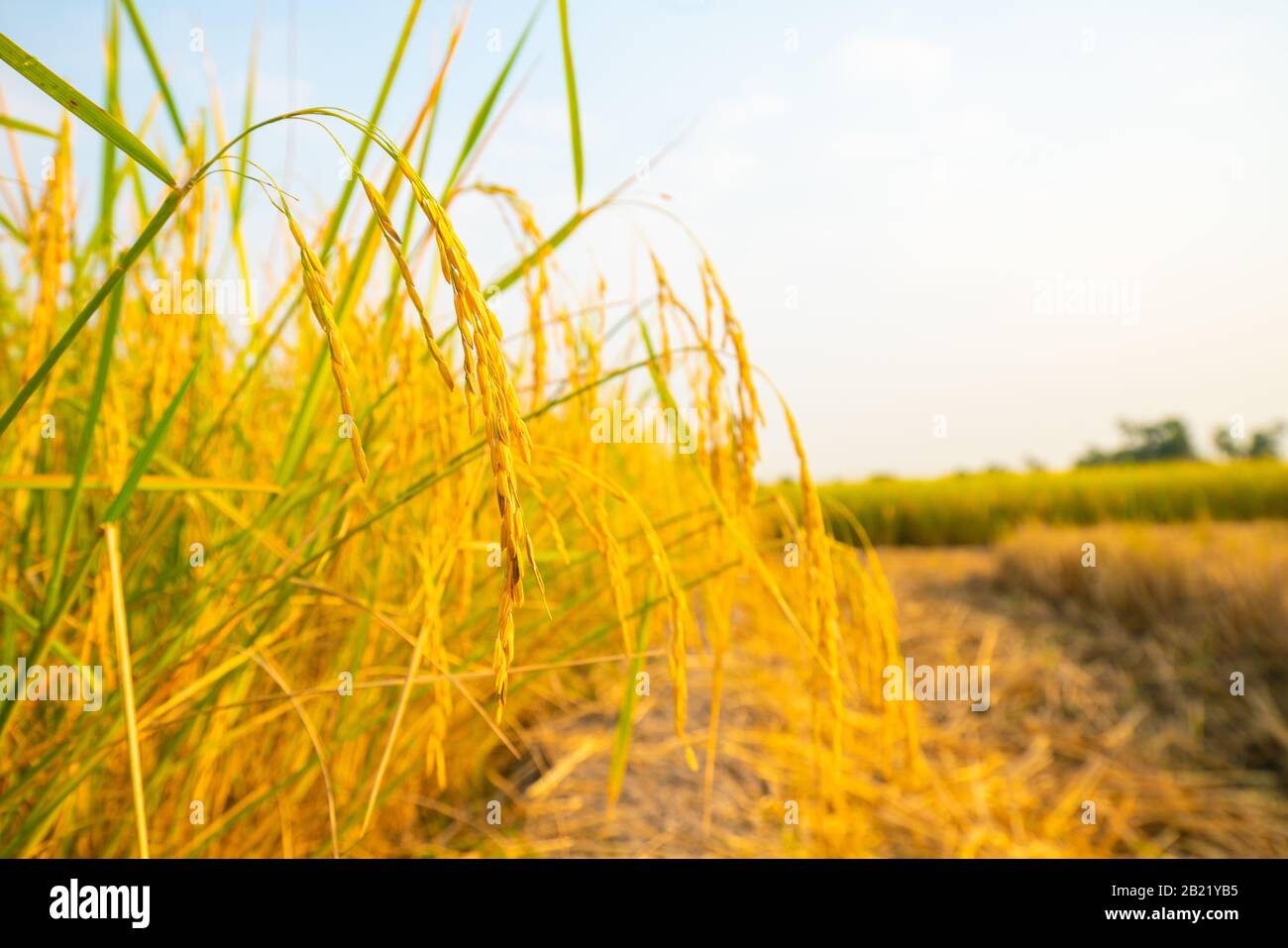 Yellow paddy rice plantation field close up with morning sunrise Stock ...