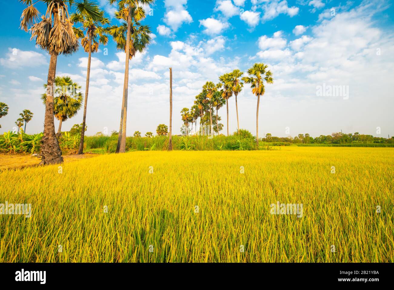 Paddy rice plantation field against blue sky with cloud agricultural ...