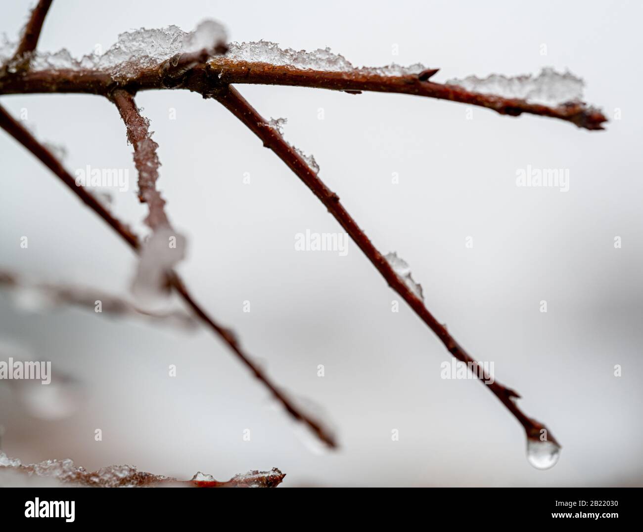 Tree branches covered in snow and sleet during a winter storm Stock ...