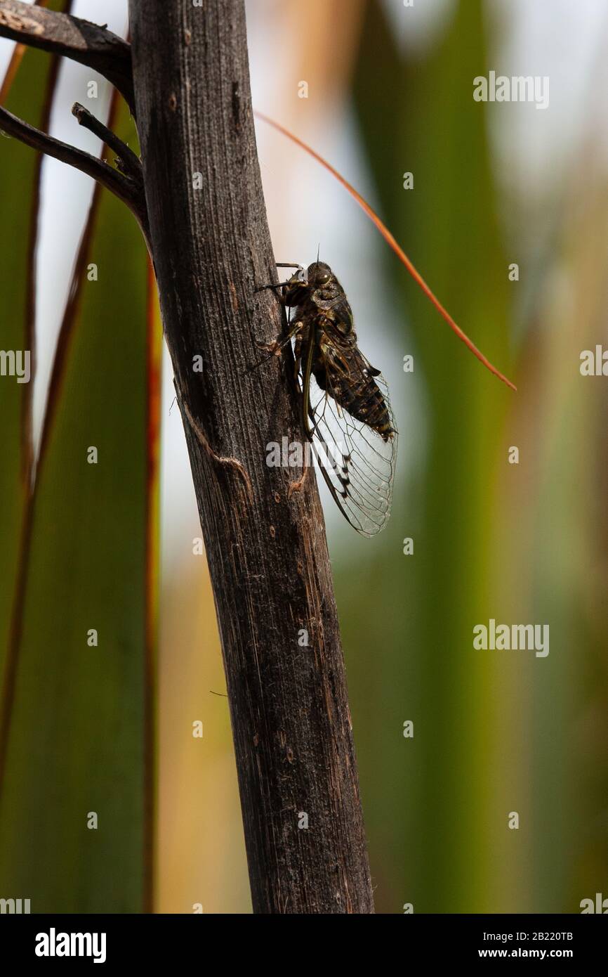 New Zealand Cicada, Amphipsalta zelandica Stock Photo - Alamy