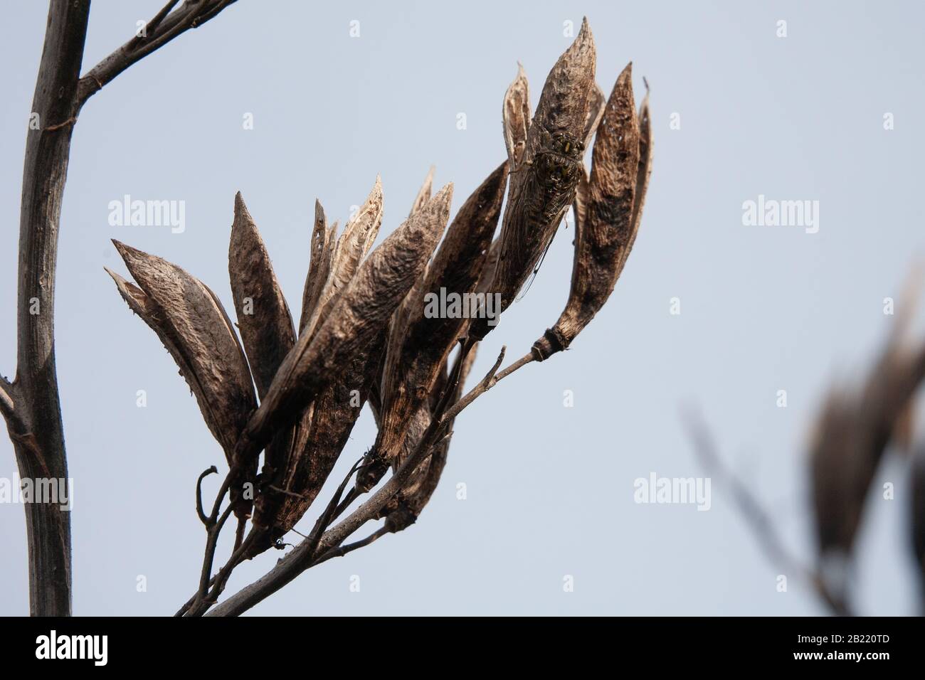New Zealand Cicada, Amphipsalta zelandica Stock Photo - Alamy