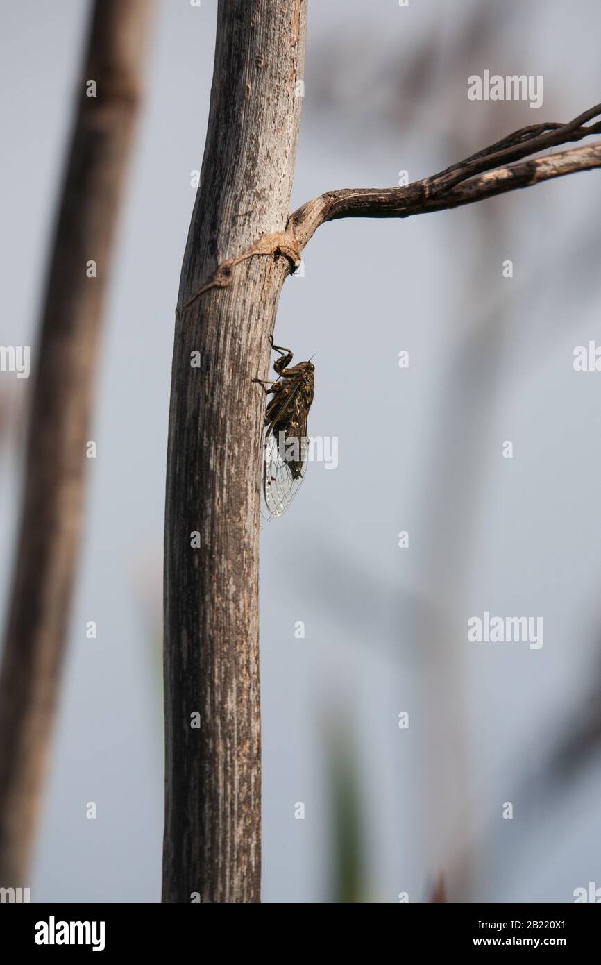 New zealand cicada hi-res stock photography and images - Alamy