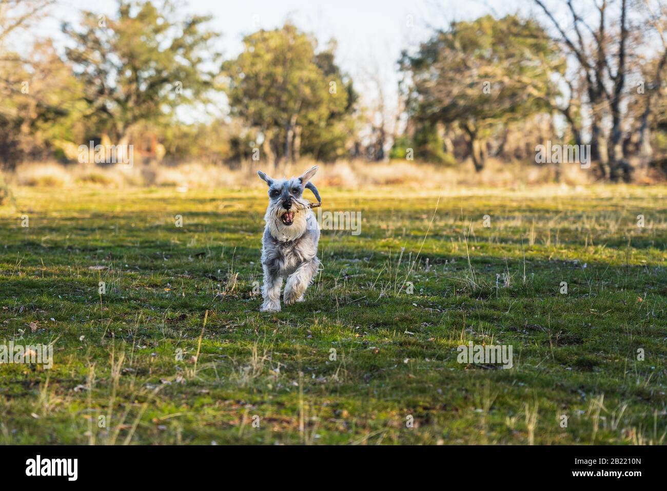 Miniature schnauzer dog running outside hi-res stock photography and ...
