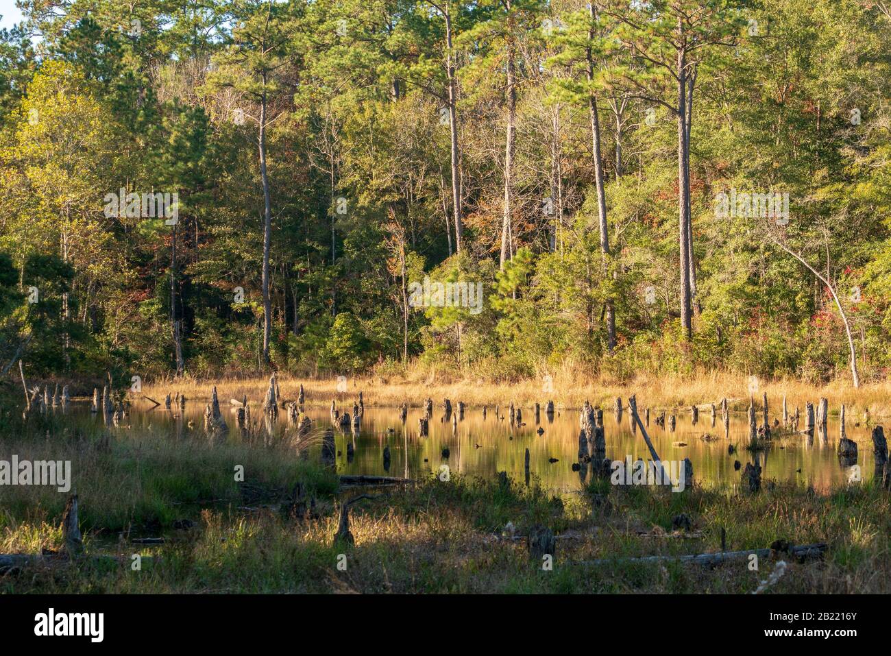 Blakeley State Park Mobile, Alabama. Civil War Battle site and swamp ...