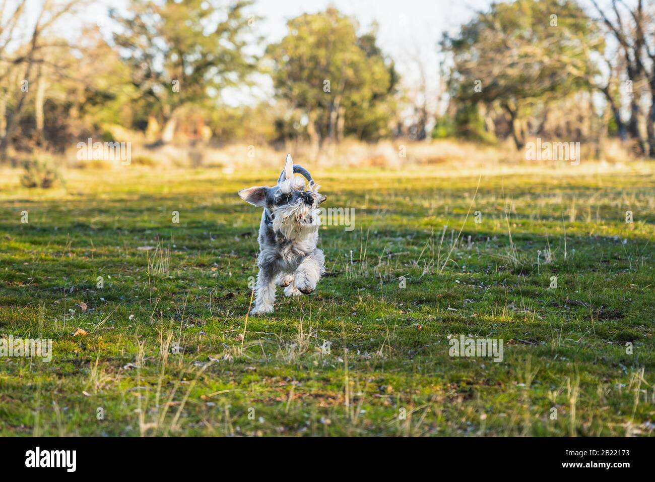 Miniature schnauzer dog running outside hi-res stock photography and ...