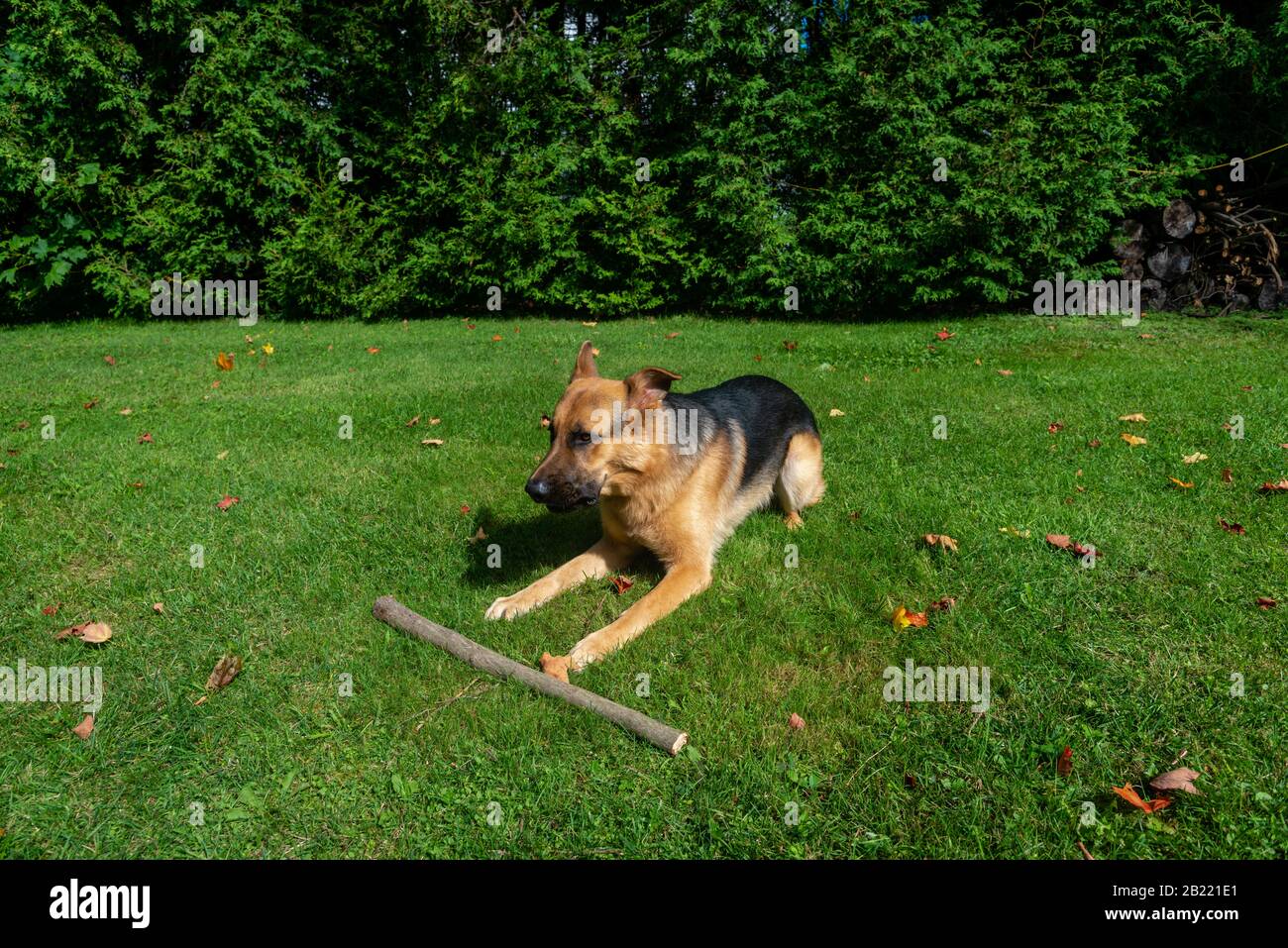 German shepherd dog, training activities Stock Photo - Alamy