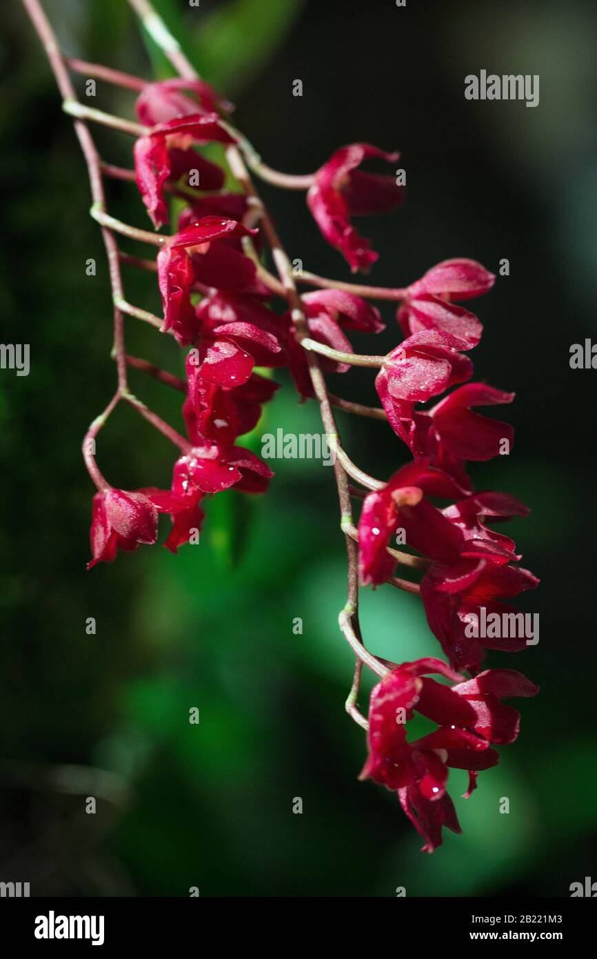 Lava Flower High Resolution Stock Photography and Images - Alamy