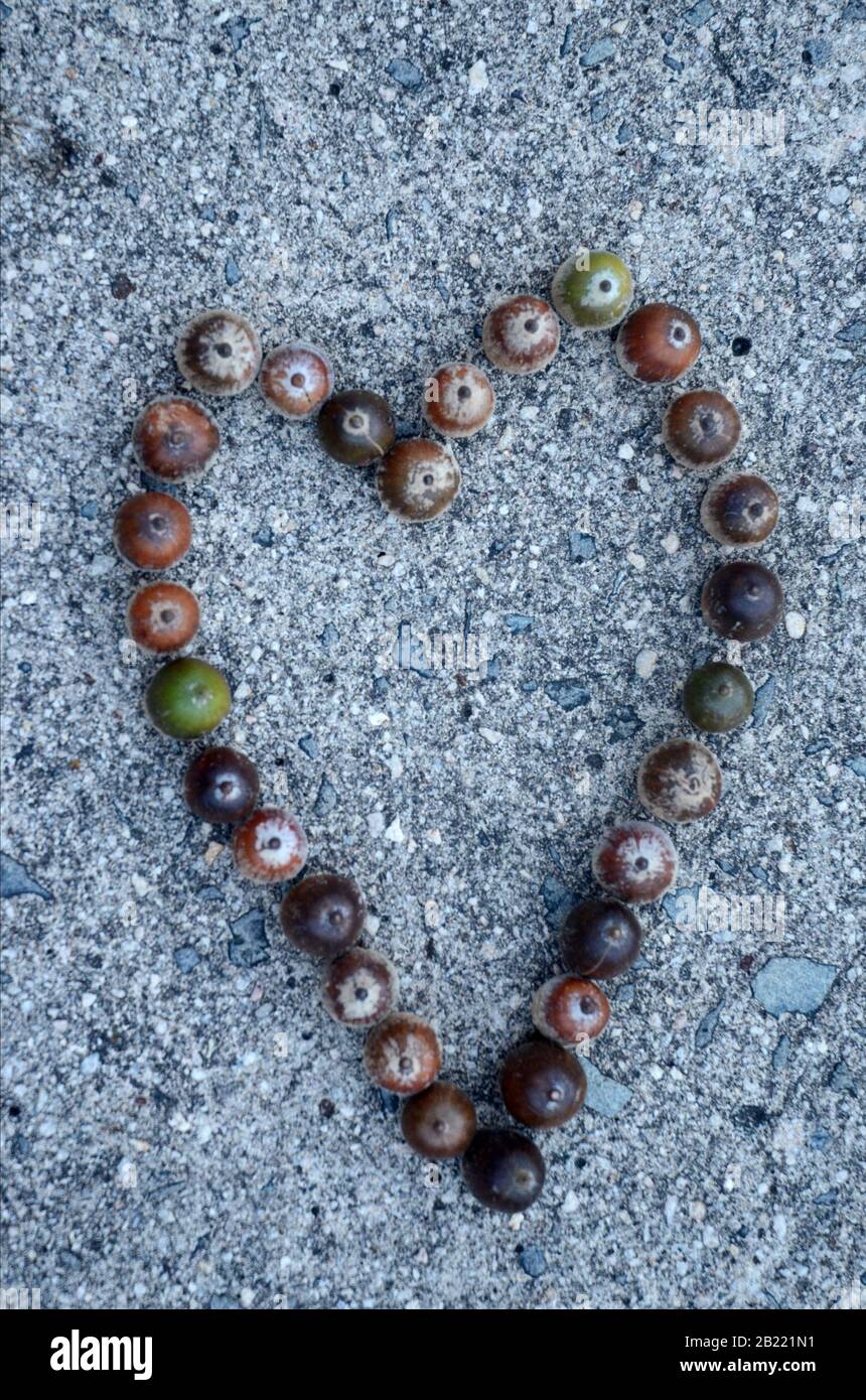 FALL CLASSIC: The collecting of acorns are a signature activity and ...