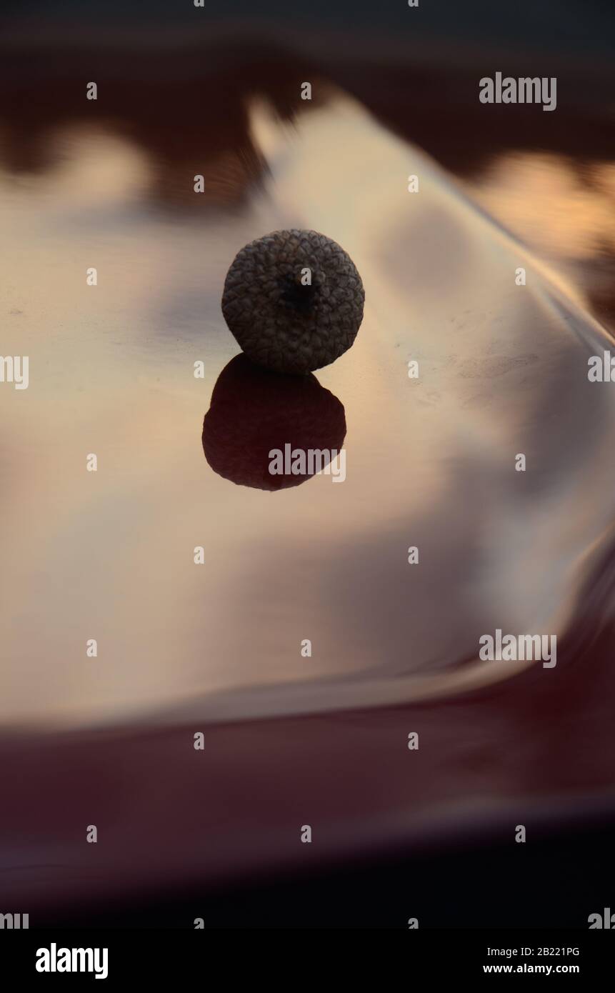 FALL CLASSIC: The collecting of acorns are a signature activity and ...