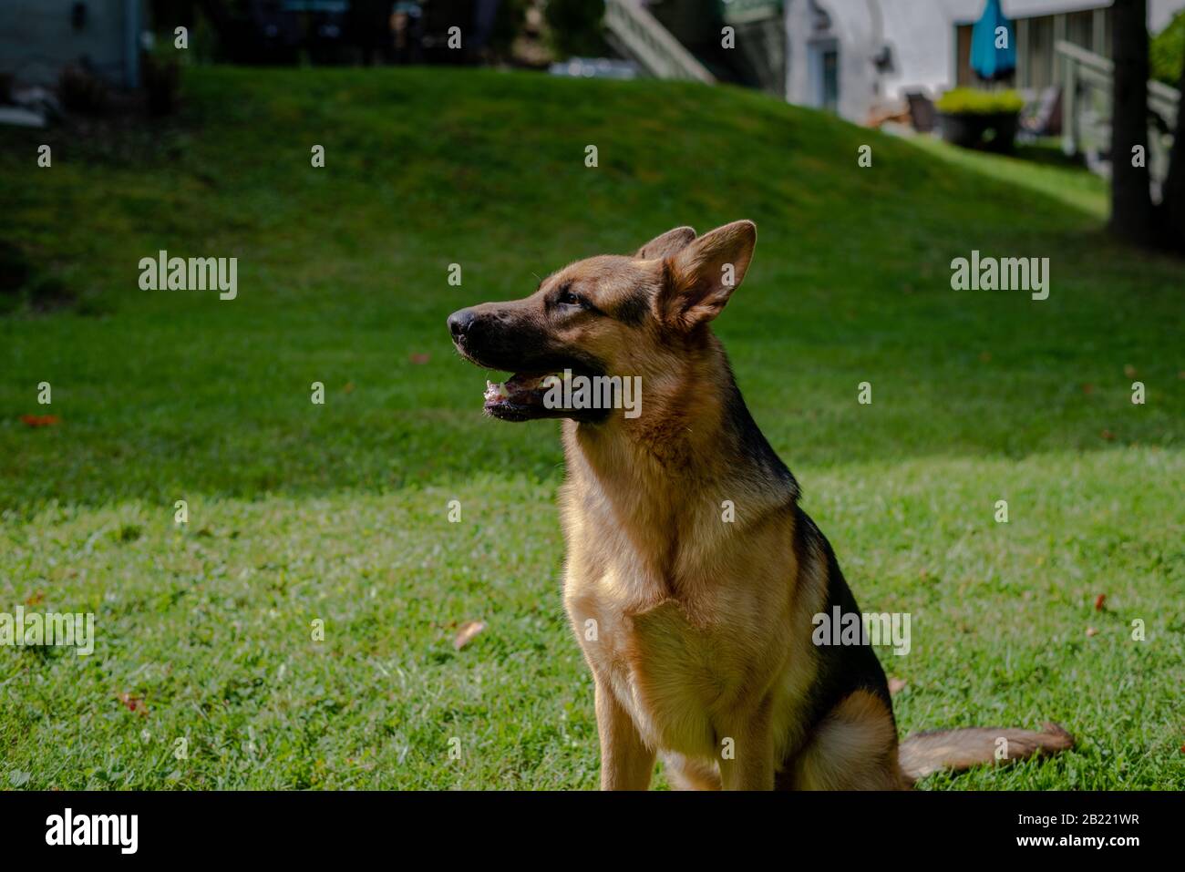 German shepherd dog, training activities Stock Photo - Alamy