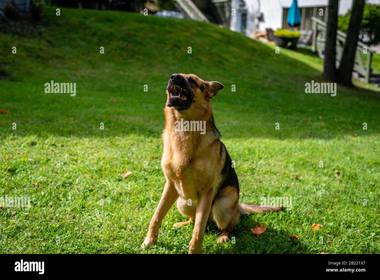 German shepherd dog, training activities Stock Photo - Alamy