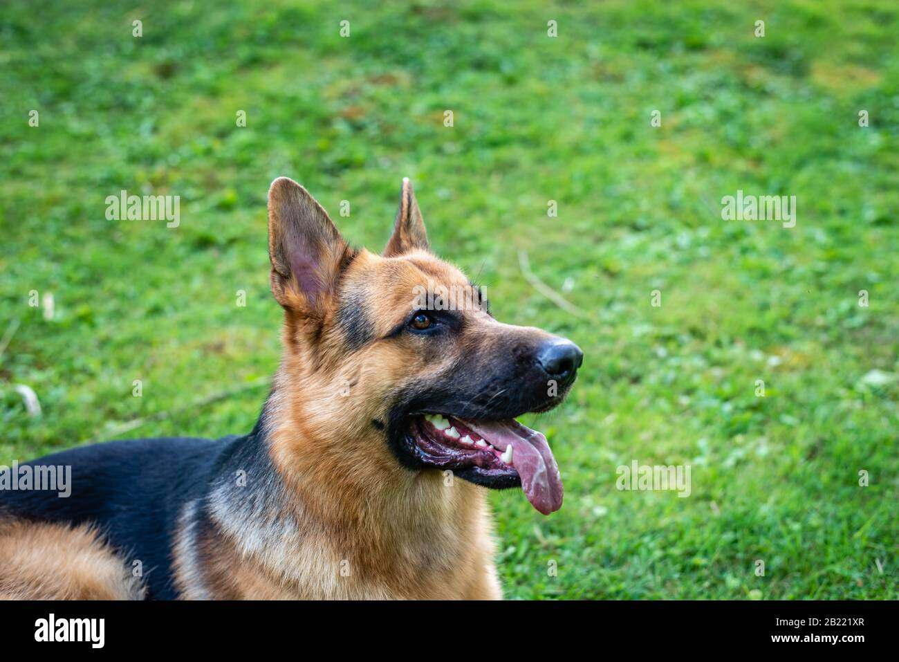 German shepherd dog, training activities Stock Photo - Alamy