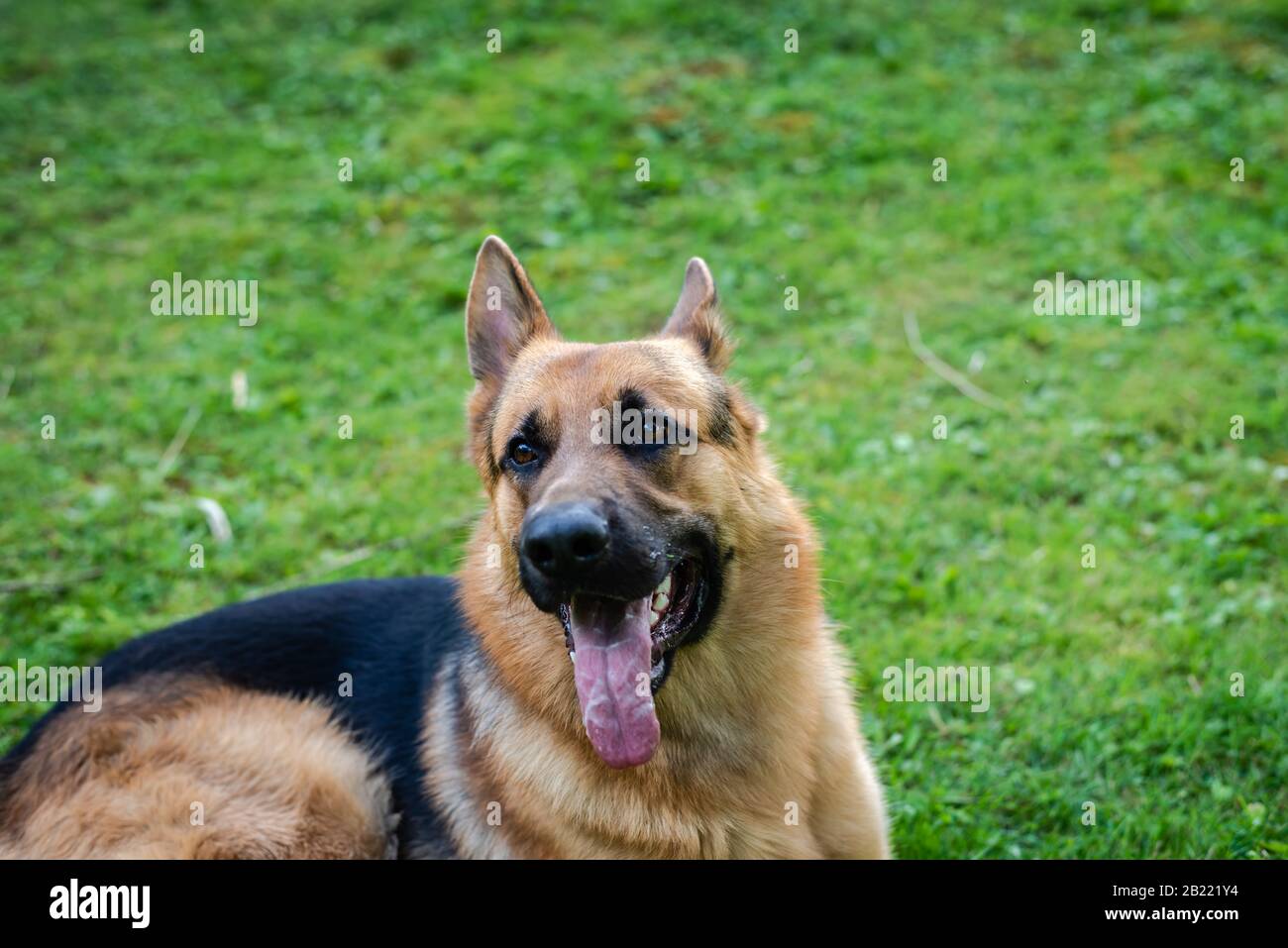German shepherd dog, training activities Stock Photo - Alamy