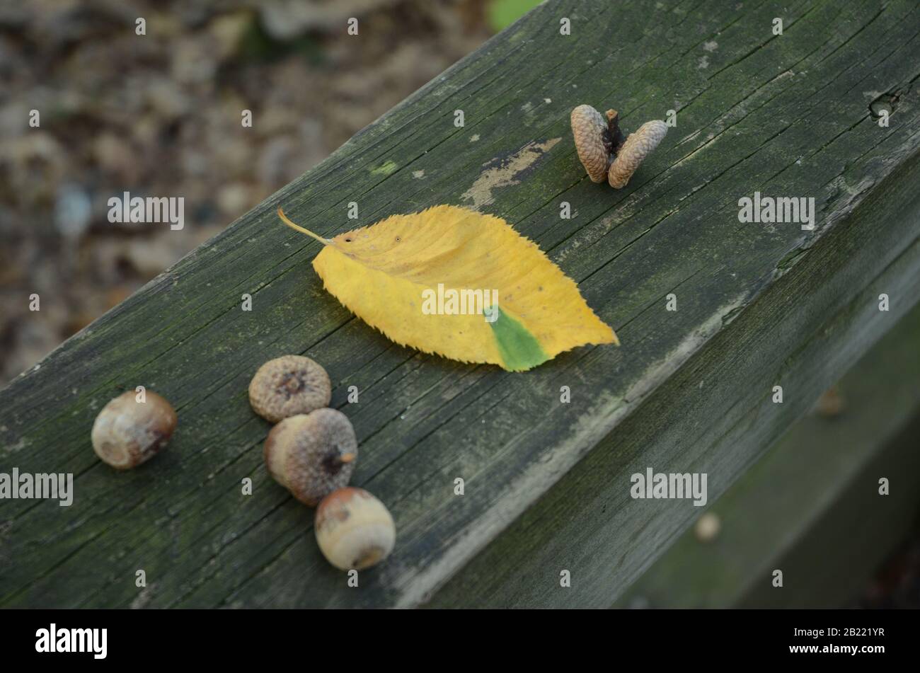 Signature acorns hi-res stock photography and images - Alamy