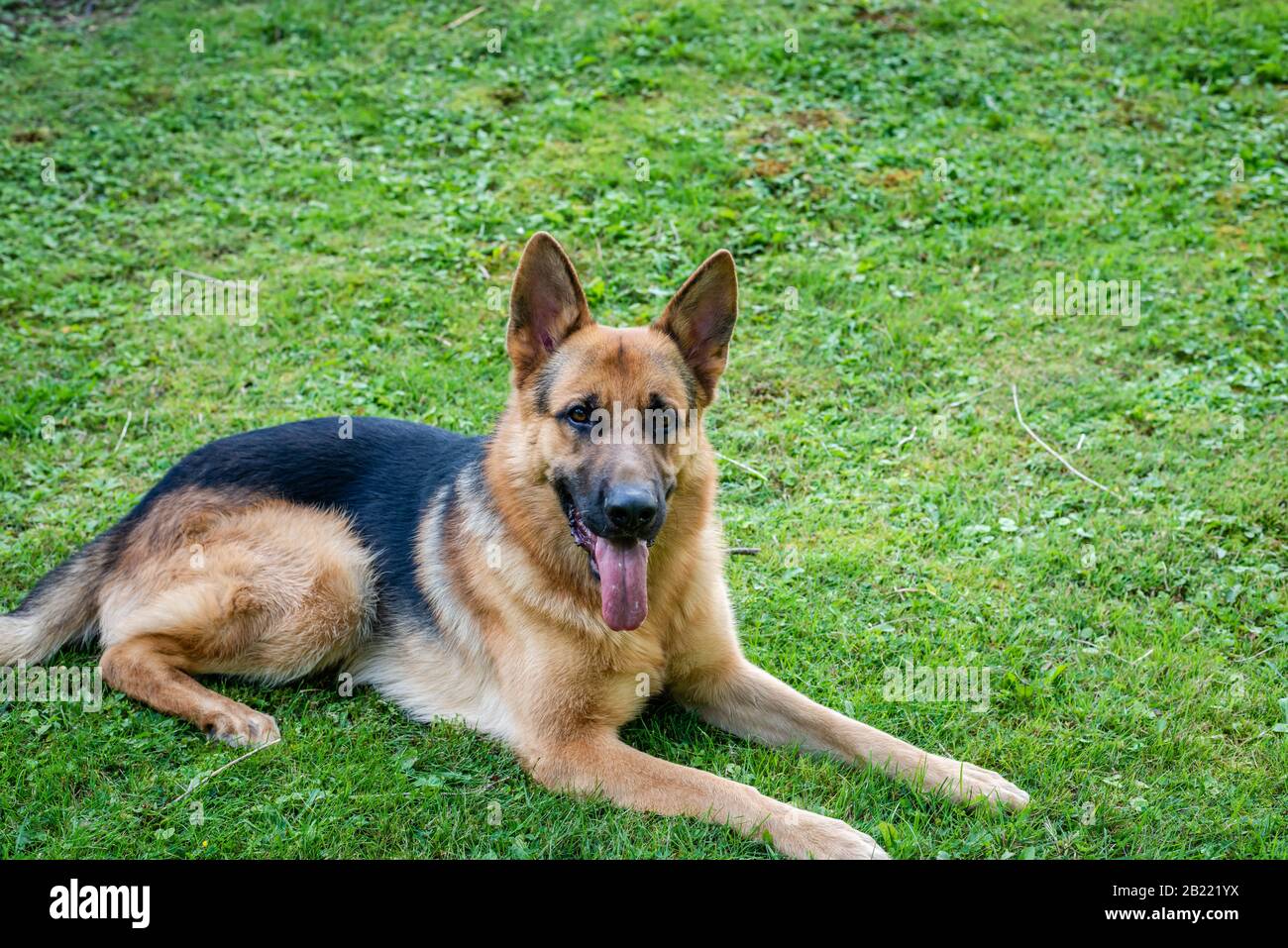 German shepherd dog, training activities Stock Photo - Alamy