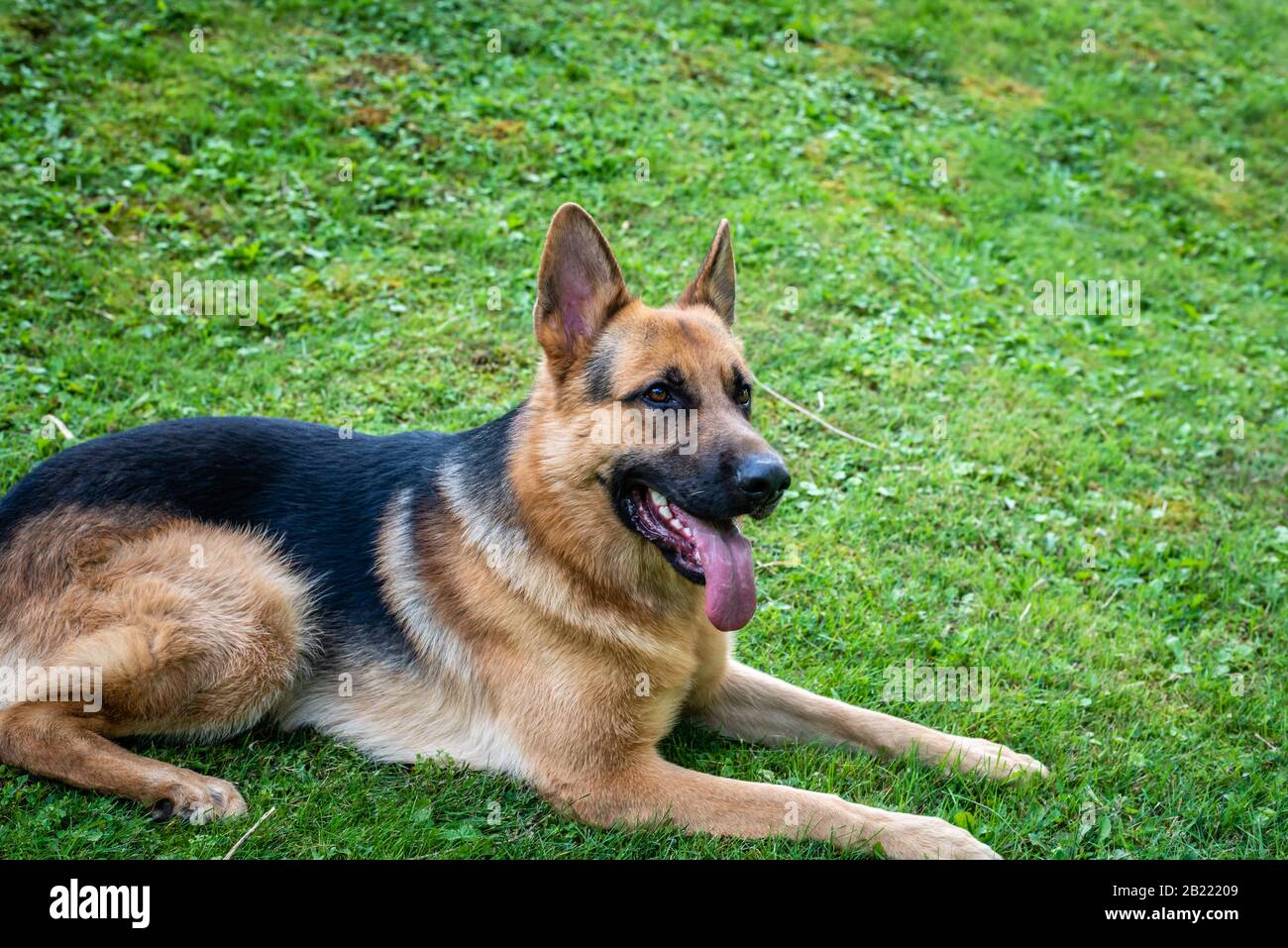 German shepherd dog, training activities Stock Photo - Alamy