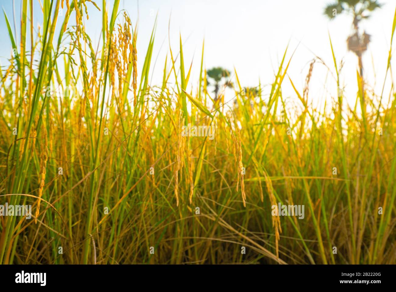 Yellow paddy rice plantation field close up with morning sunrise Stock ...