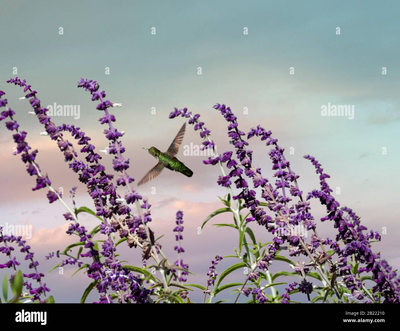 Hummingbird fluttering hi-res stock photography and images - Alamy