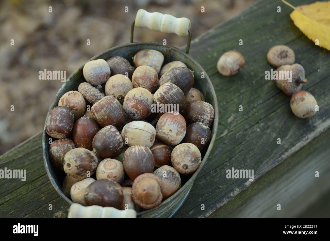 Signature acorns hi-res stock photography and images - Alamy
