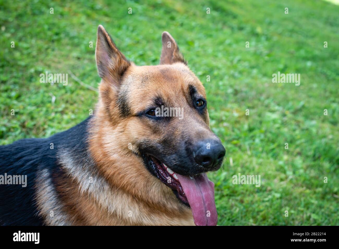 German shepherd dog, training activities Stock Photo - Alamy