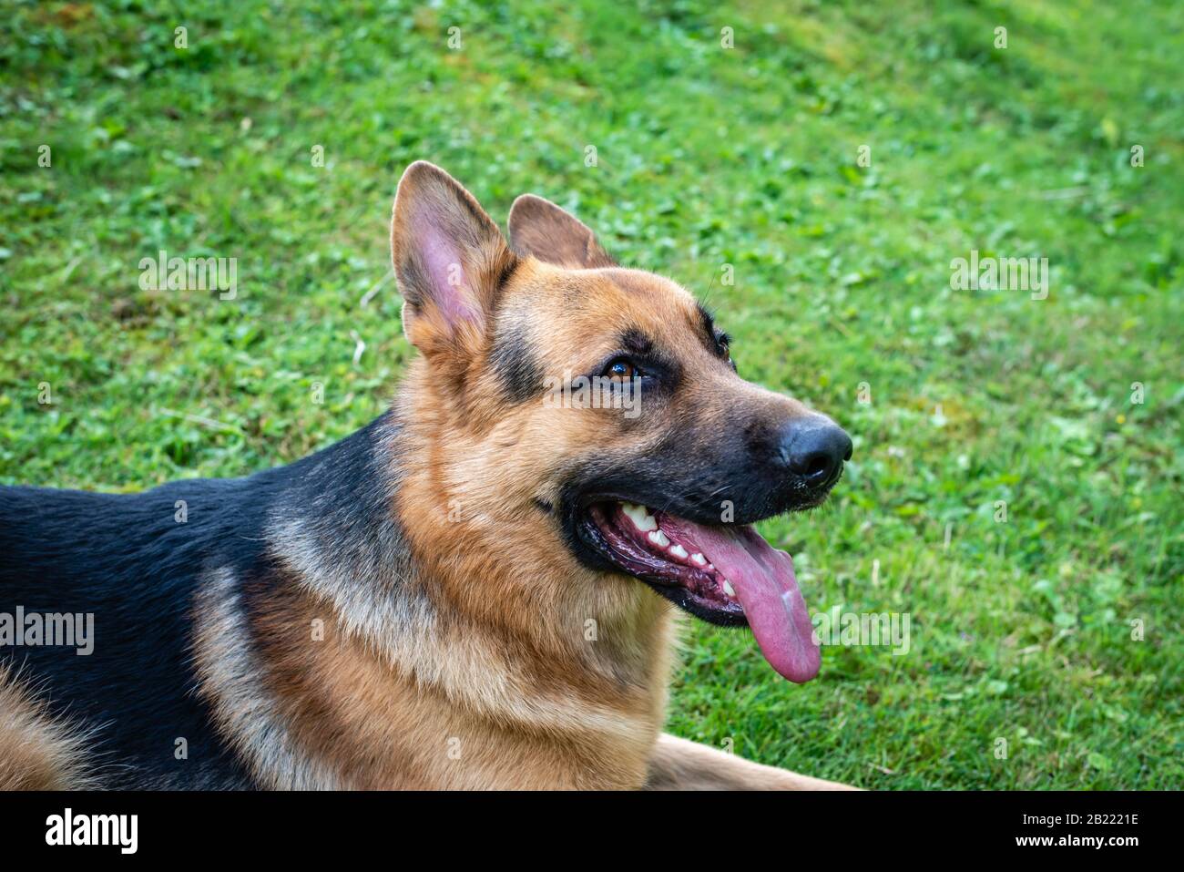 German shepherd dog, training activities Stock Photo - Alamy