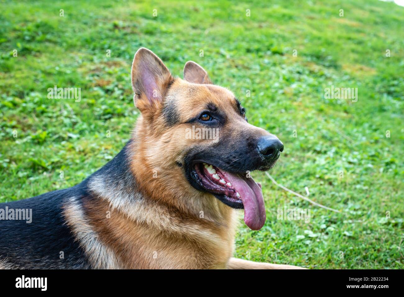 Canine activities hi-res stock photography and images - Alamy