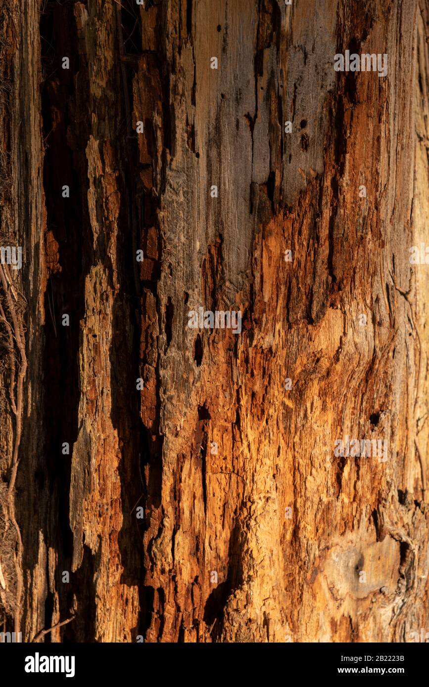 Aging tree stump Stock Photo - Alamy