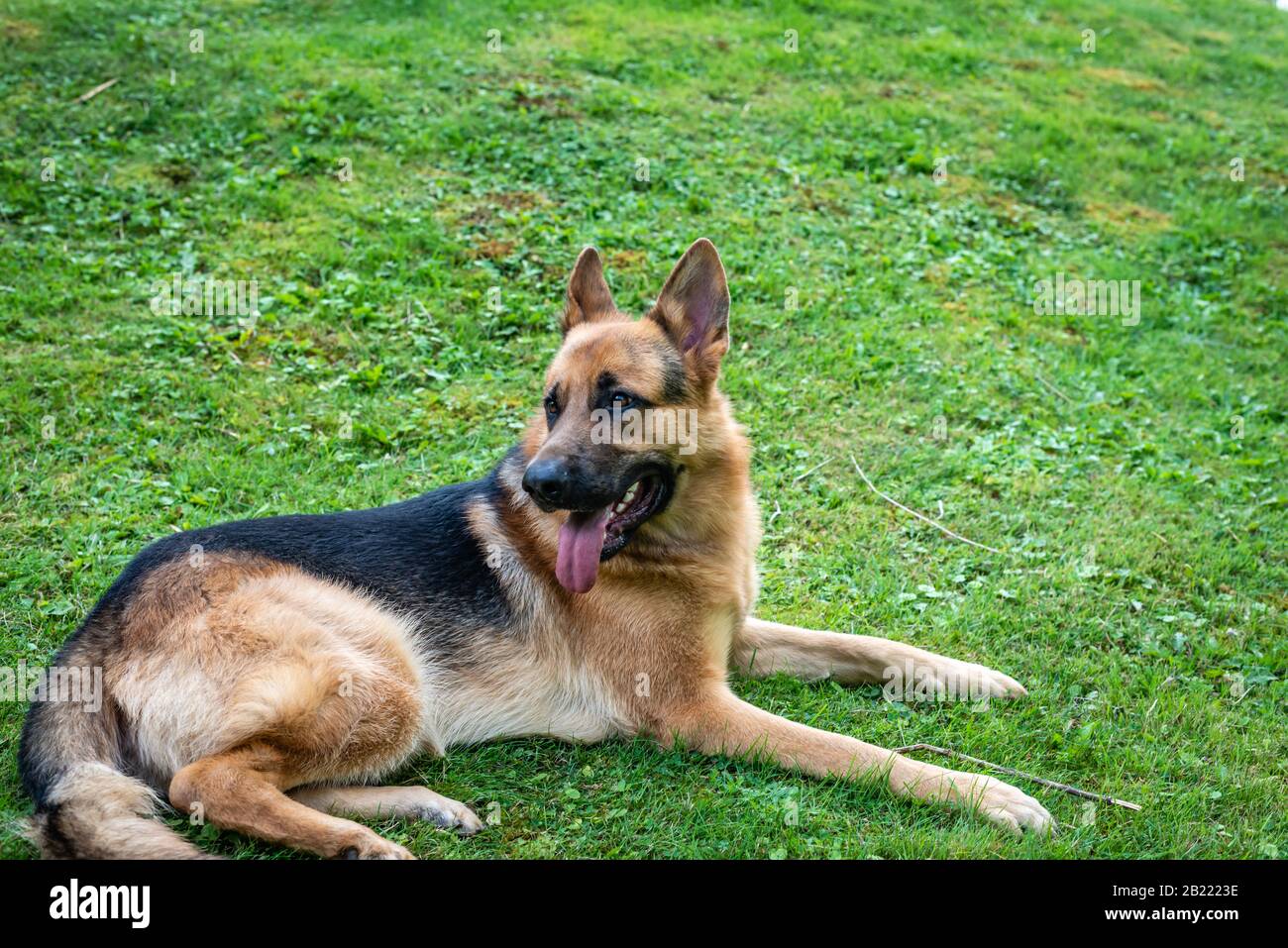 German shepherd dog, training activities Stock Photo - Alamy