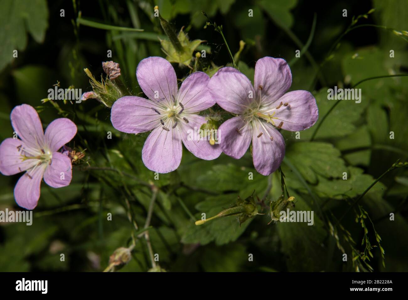Wild Geranium, Geranium maculatum Stock Photo - Alamy