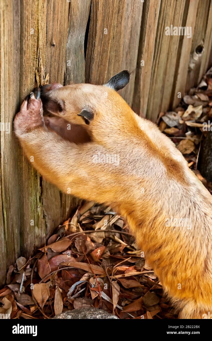 Lesser anteater hi-res stock photography and images - Alamy