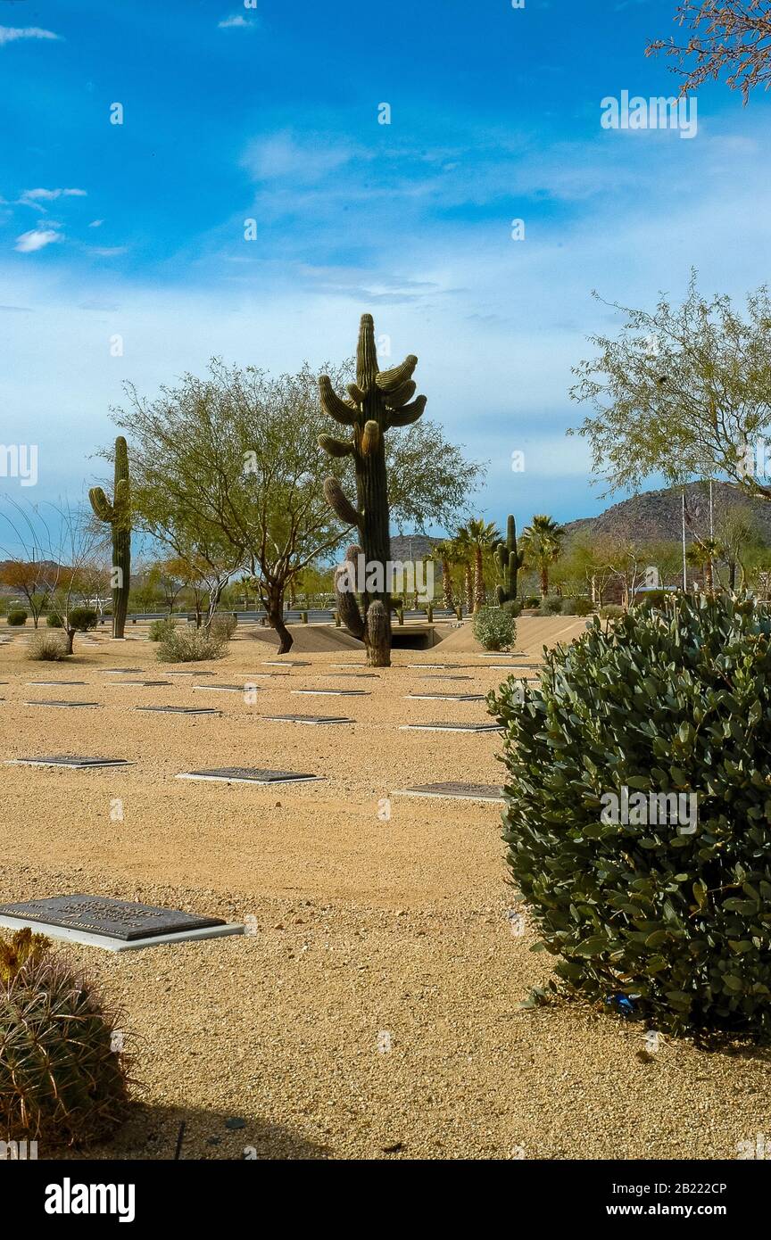 Cactus in Phoenix Arizona Stock Photo - Alamy