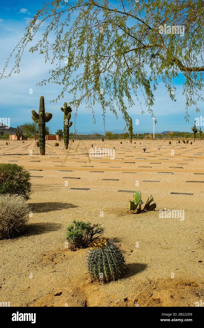 Cactus in Phoenix Arizona Stock Photo - Alamy