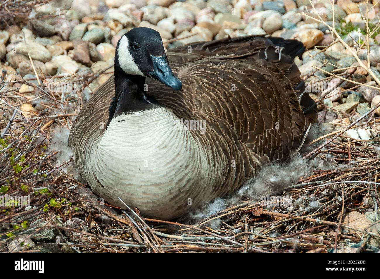 A canada goose sitting on her nest. Photographed in Colorado Stock ...