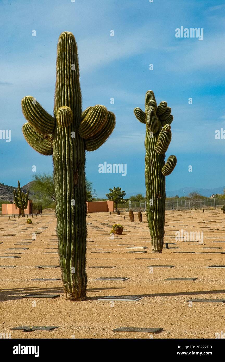 Cactus in Phoenix Arizona Stock Photo - Alamy