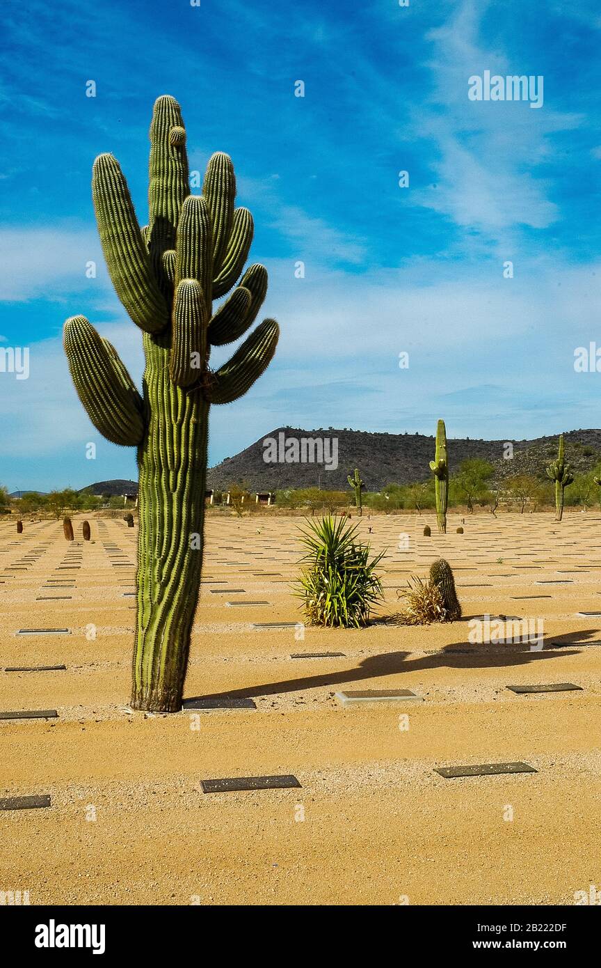 Cactus in Phoenix Arizona Stock Photo - Alamy