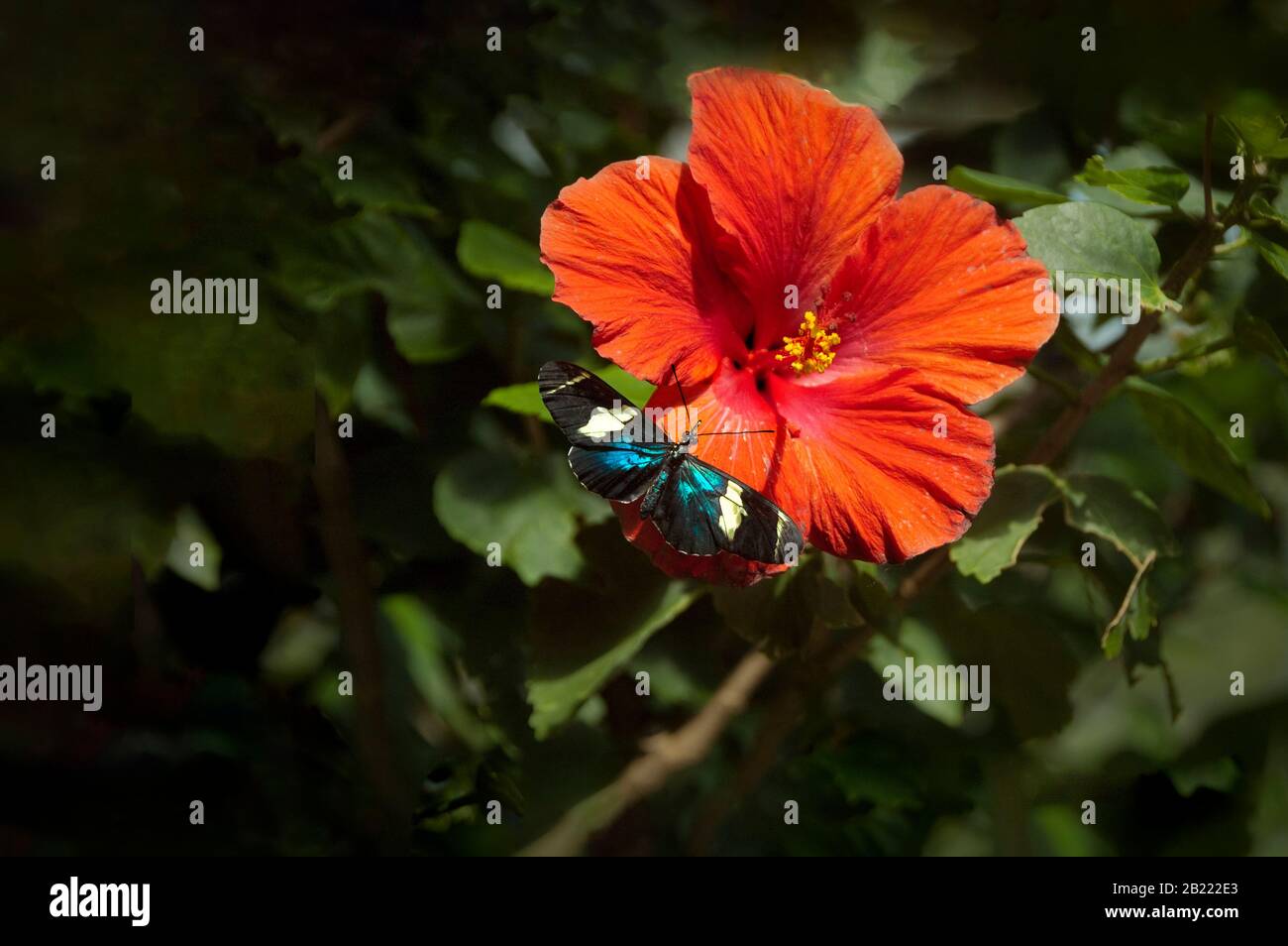 Mimicry rings hi-res stock photography and images - Alamy