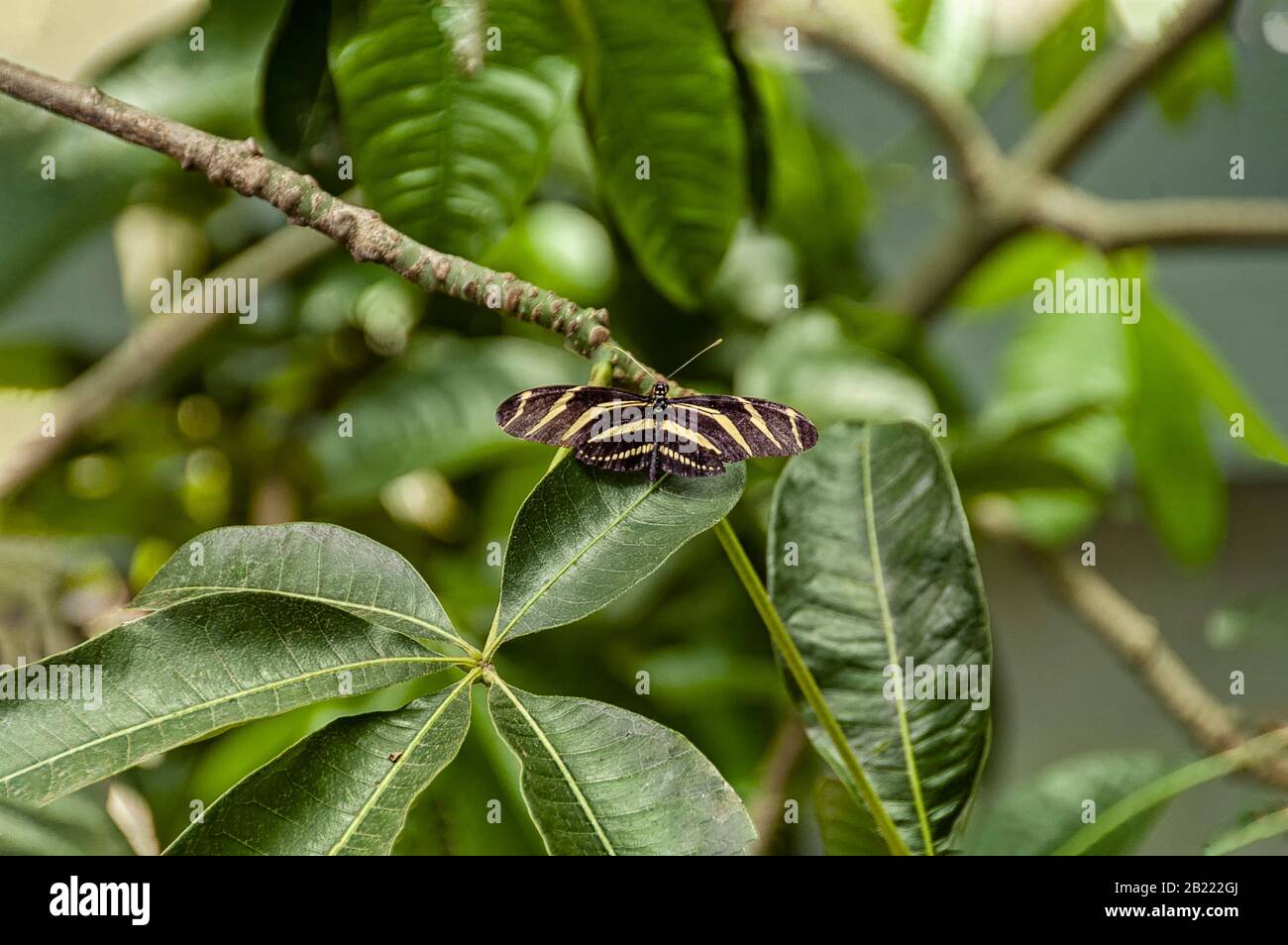 Black yellow butterfly zebra longwing hi-res stock photography and ...