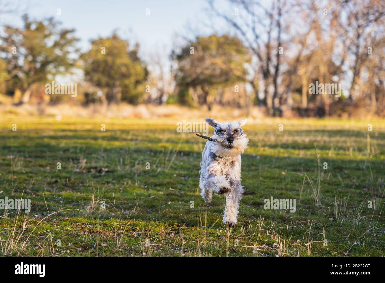 Miniature schnauzer dog running outside hi-res stock photography and ...