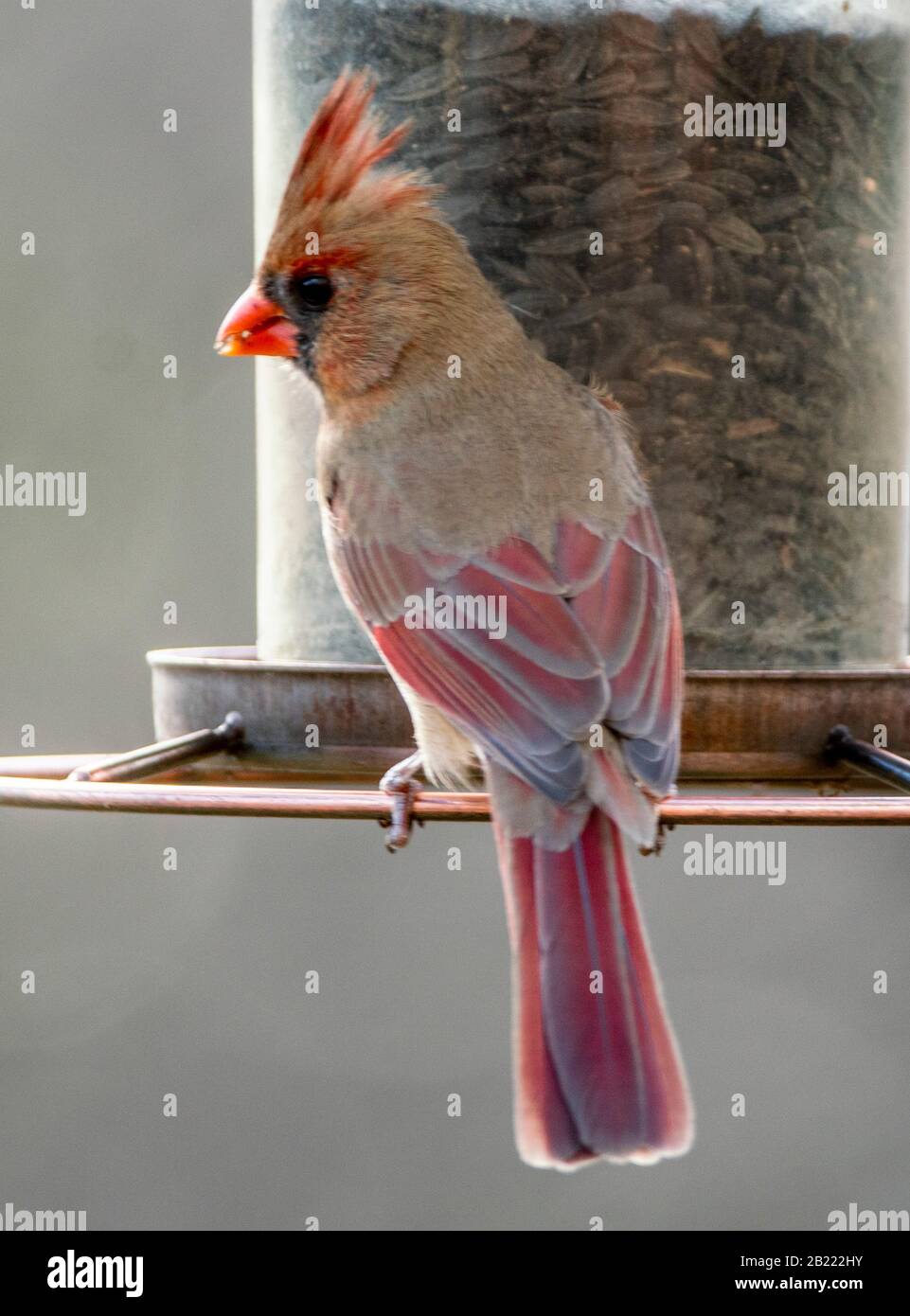 Plumed crest hi-res stock photography and images - Alamy